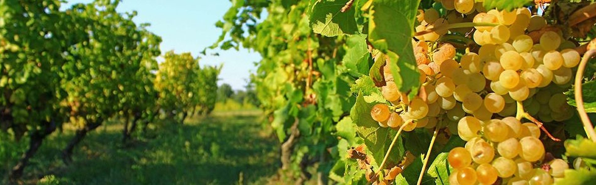 Ribolla Gialla - Cividale.com